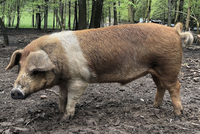 Das Rotbunte Husumer Schwein